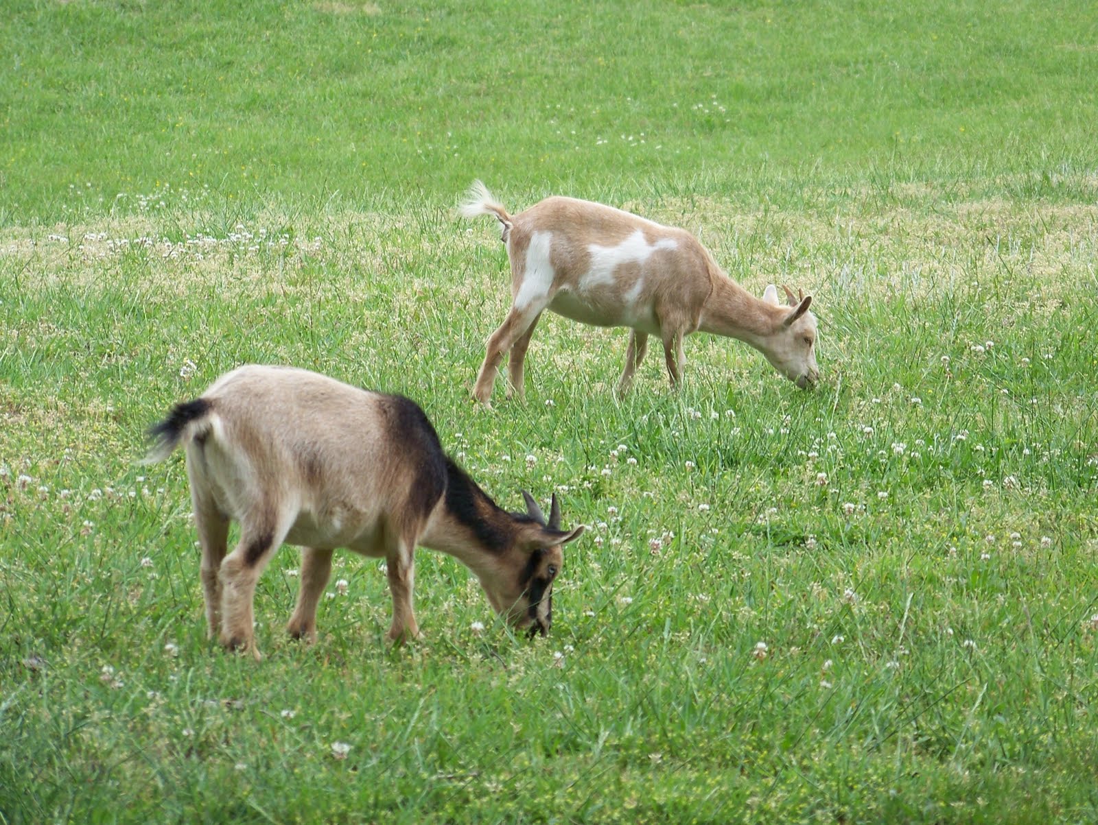 Thane's Neck Farm: Goats as lawn mowers