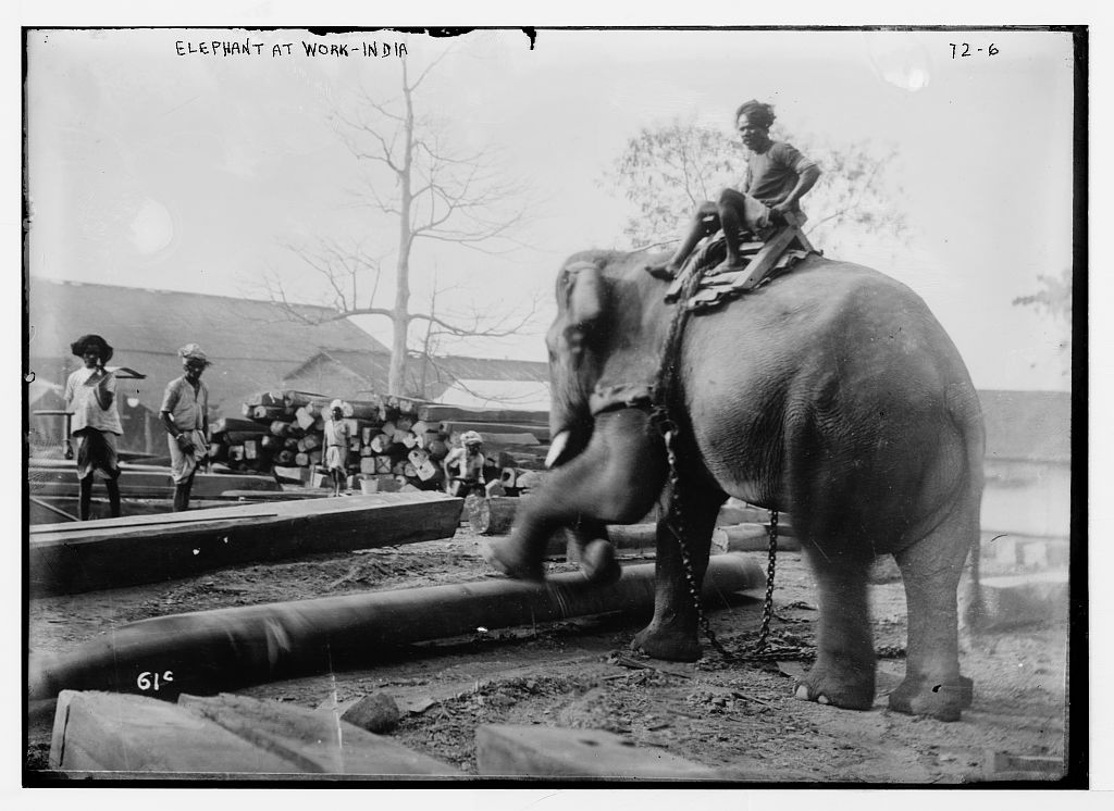 Elephant at Work - Vintage Photograph India - Old Indian Photos