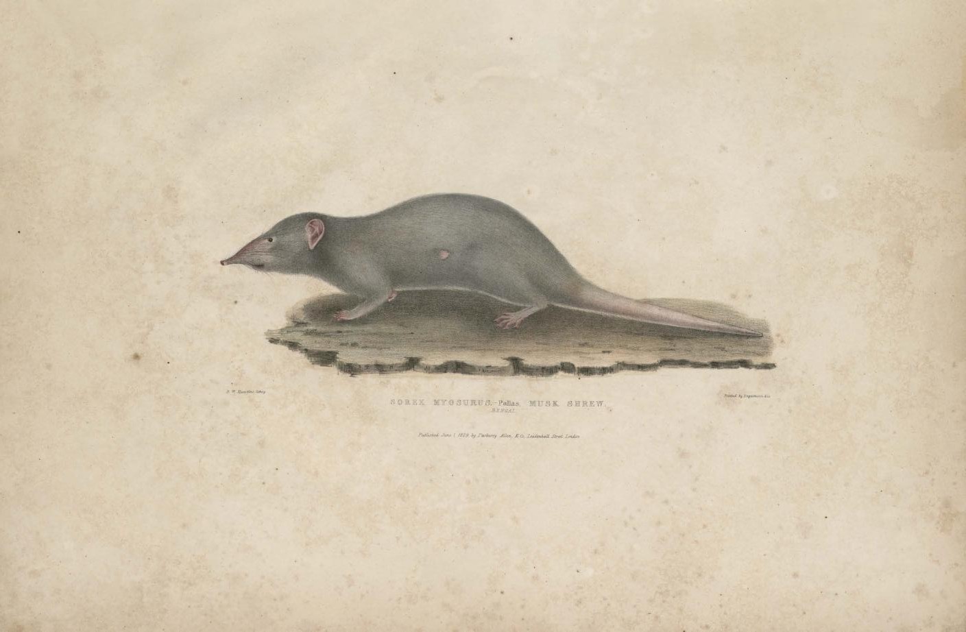 Illustrations of Indian Zoology (1830 - 1835) - Part 1 - Old Indian Arts