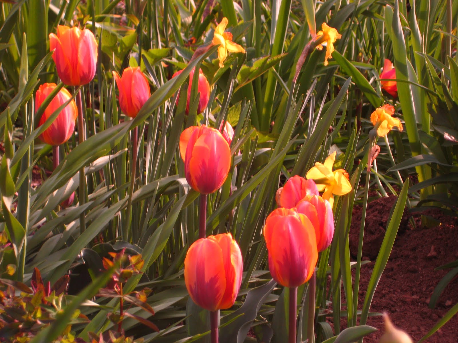 The Gardener's Eye: Tulip Time in the Boccelli Garden