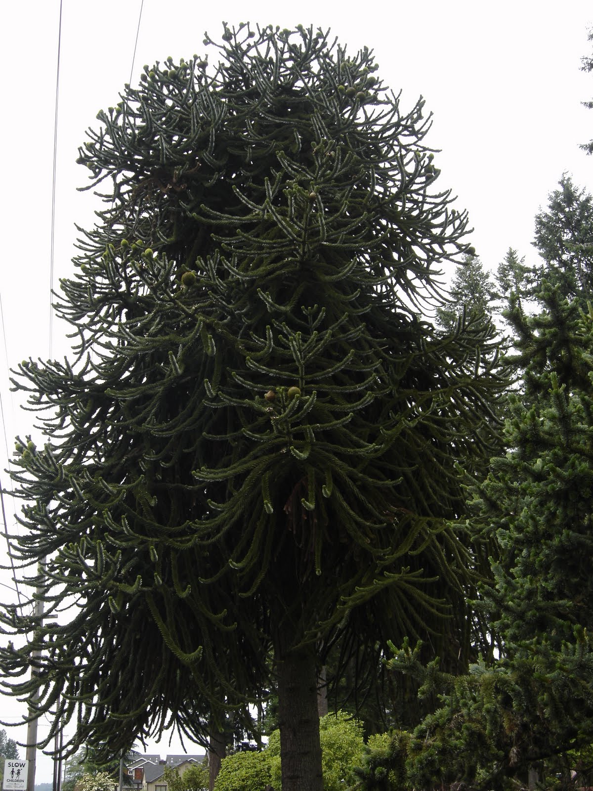 The Spamdrew Family: Burial in Arlington, WA