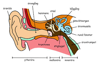 No 8a: Genomgång av laborationer och örat