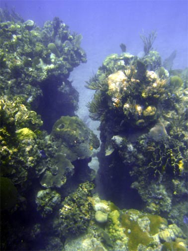 PLONGÉE AQUADELIC: JIBACOA