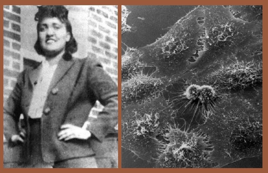 Revelation Awaits An Appointed Time Henrietta Lacks