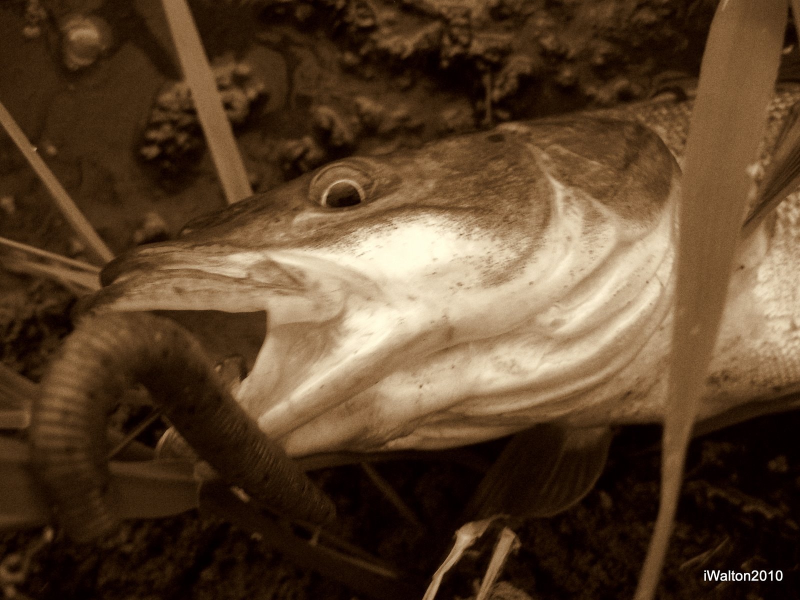 Klineline Northern Pikeminnow - Hunting the River King