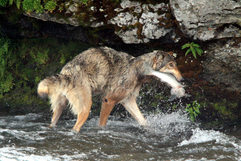 ArticWolf's Den: Wolves...