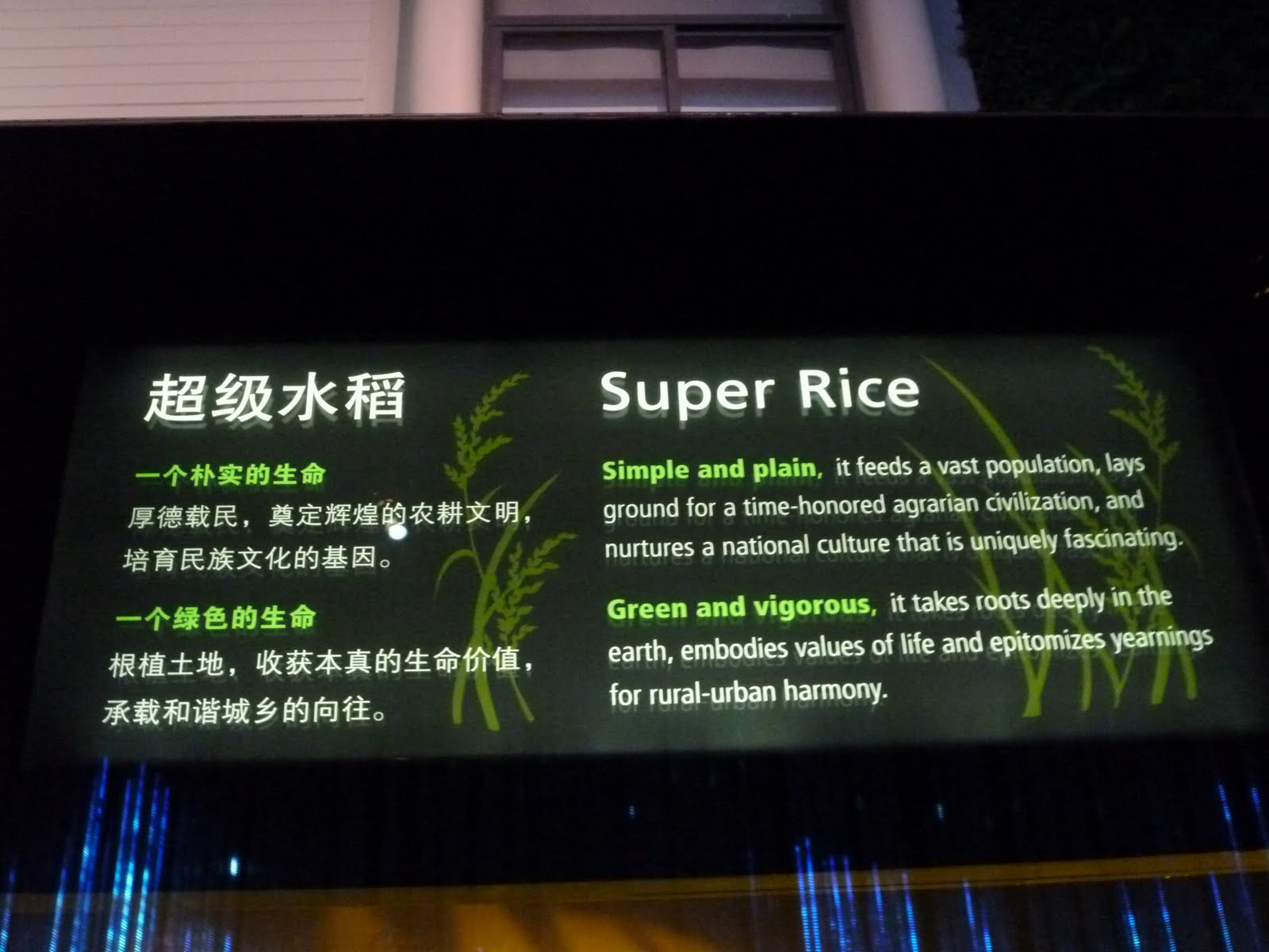 World Expo 2010 Shanghai China: "Super Rice" Growth at Expo 2010 shanghai