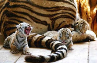 Minstrel in Hibernation: Stripey the Cub- Save our tigers
