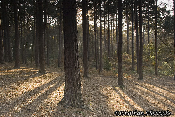 V.Watts Photography: Landscape Photographer - Jonathan Horrocks