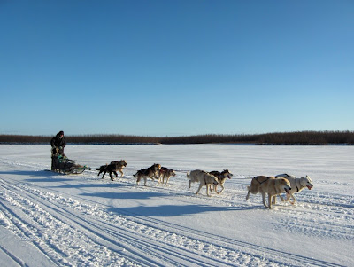 Tundra Medicine Dreams: Dog Mushing Season In Full Swing