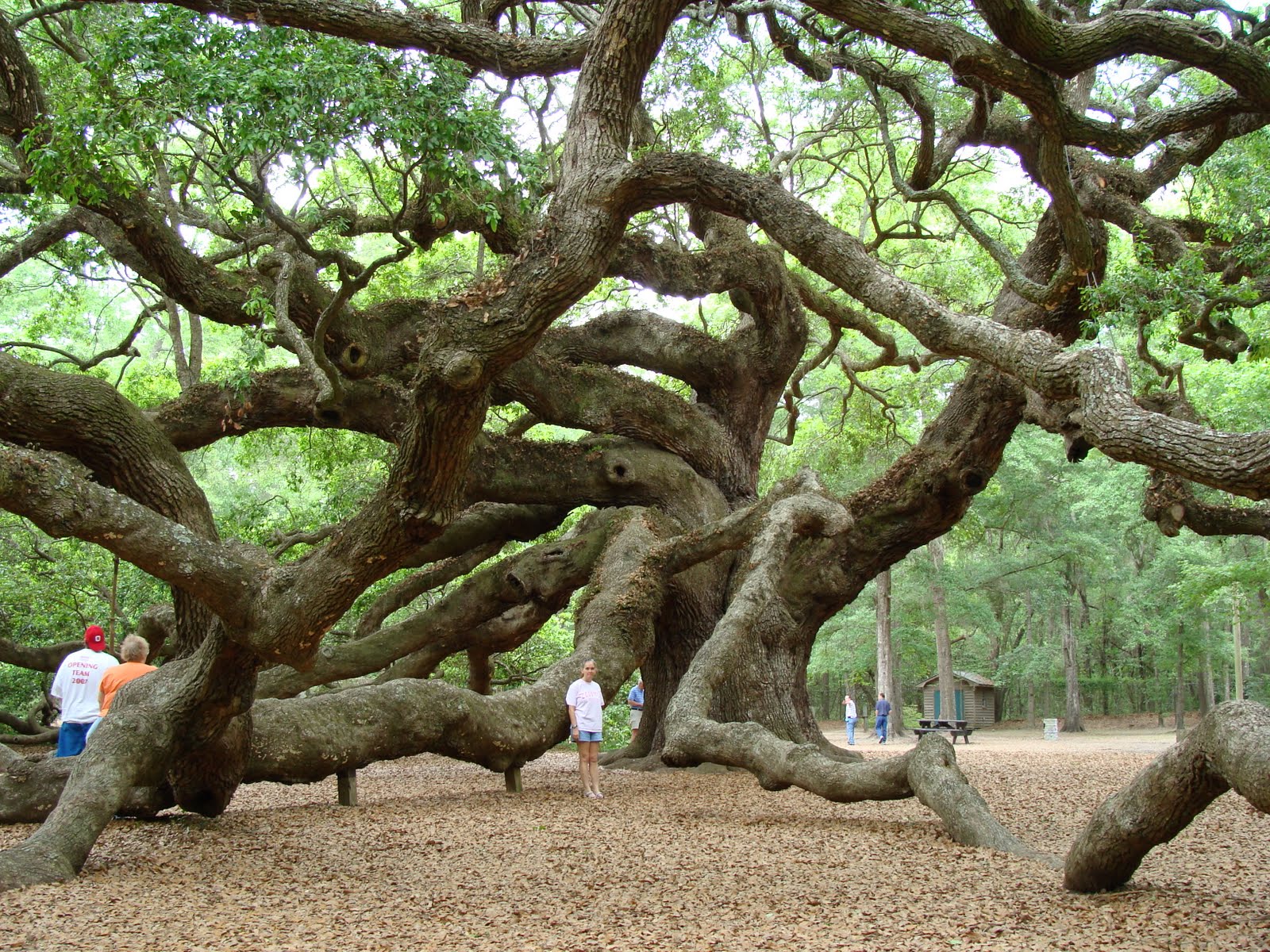 Retired Life: The Angel Oak Tree, Charleston, SC
