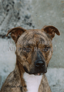 Bravery helps people achieve huge challenges: Dirk The Protector By ...