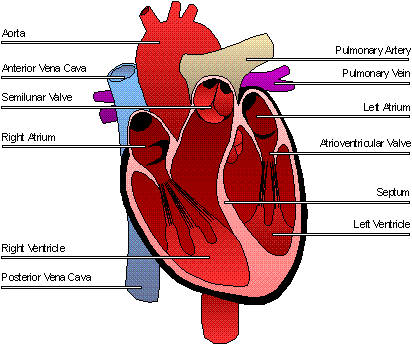 The Human Pump of Life: Divisions of the Heart