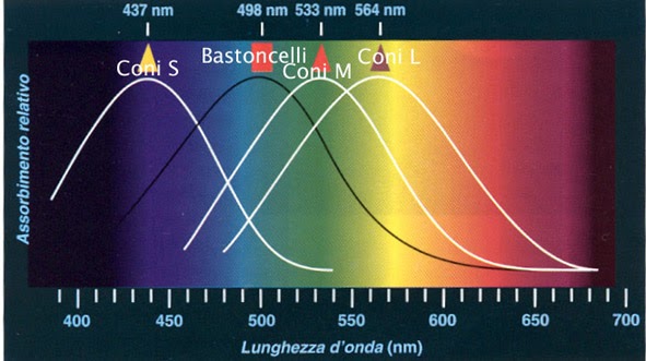 Biología 3M: Teoría de Young-Helmholtz de visión de color
