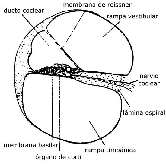 Biología 3M: Coclea