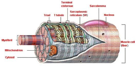 Biología 3M: Celula muscular