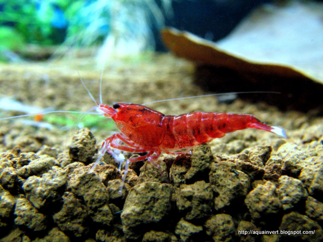 AQUAINVERT: Taiwan Bee Red Ruby