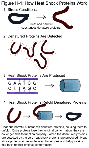 Inti Genetics 2: ~Let's stop our aging process ~ by using protein HSP ...