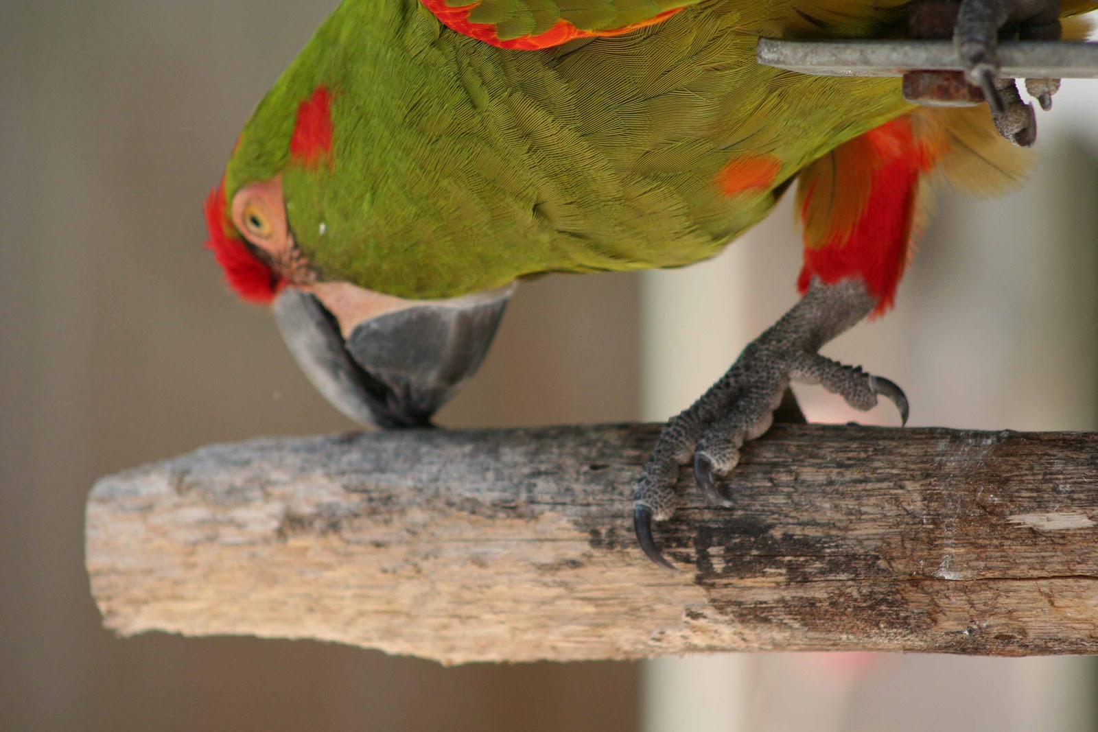 MadSnapper: Red Fronted Macaw