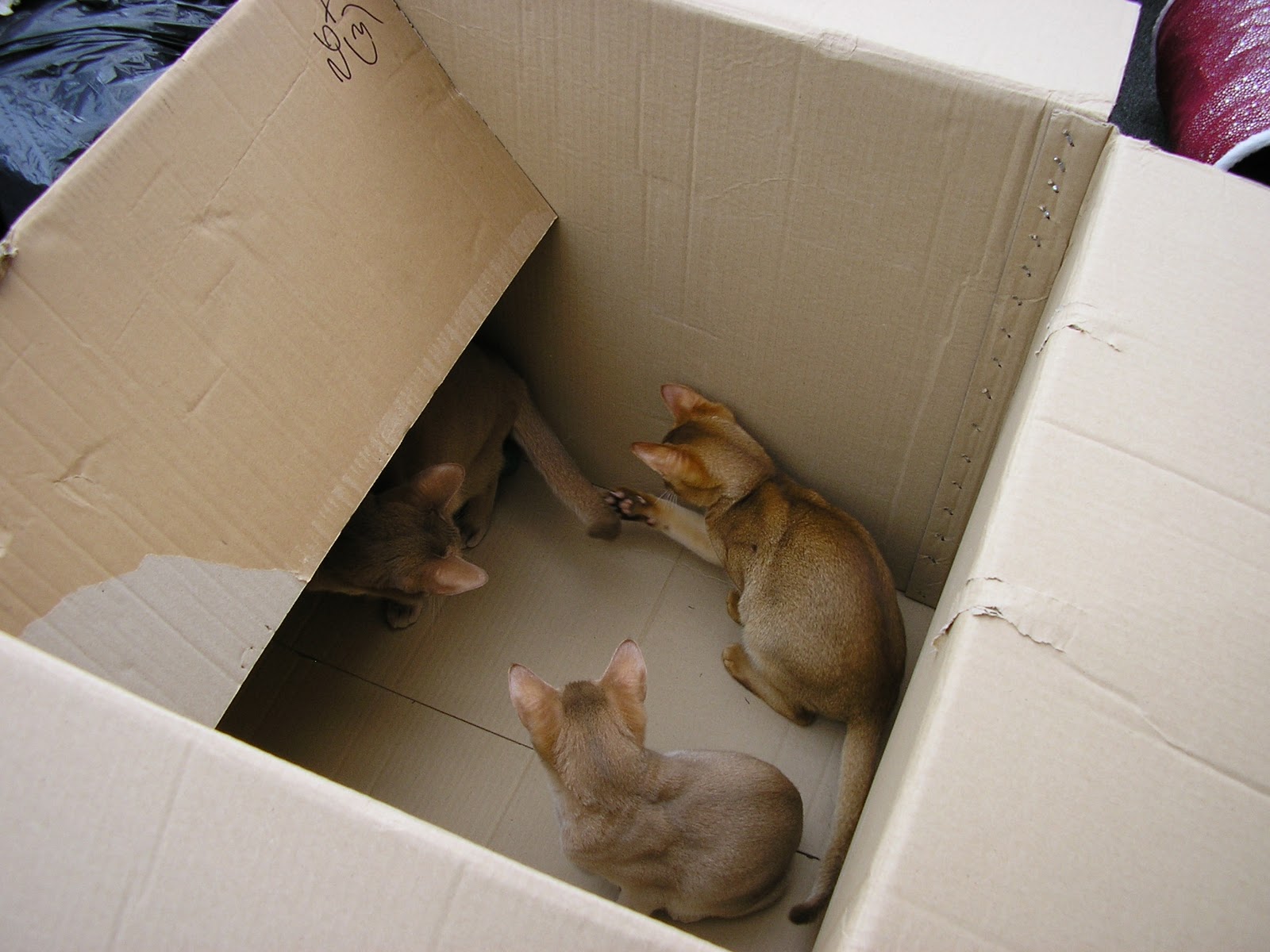 Four Abyssinian Cats: Kitten Play Pen Recipe