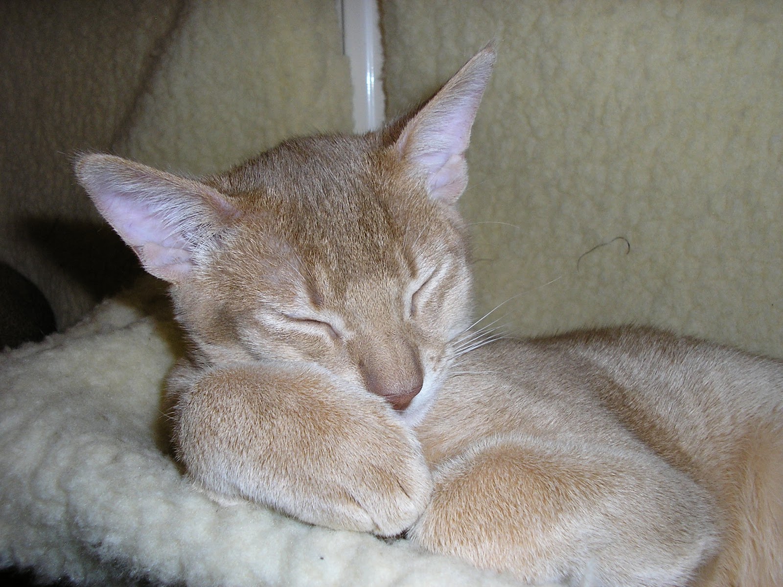 Four Abyssinian Cats: Cat Profile - Jasper