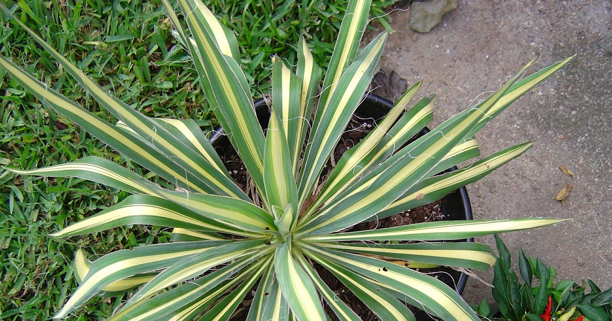 MISSISSIPPI GARDEN: A Baby Variegated Yucca