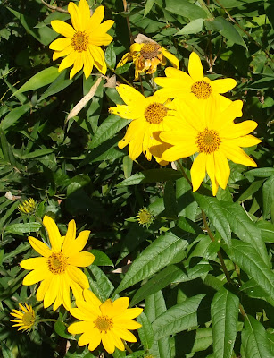 MISSISSIPPI GARDEN: Swamped By Swamp Sunflowers?