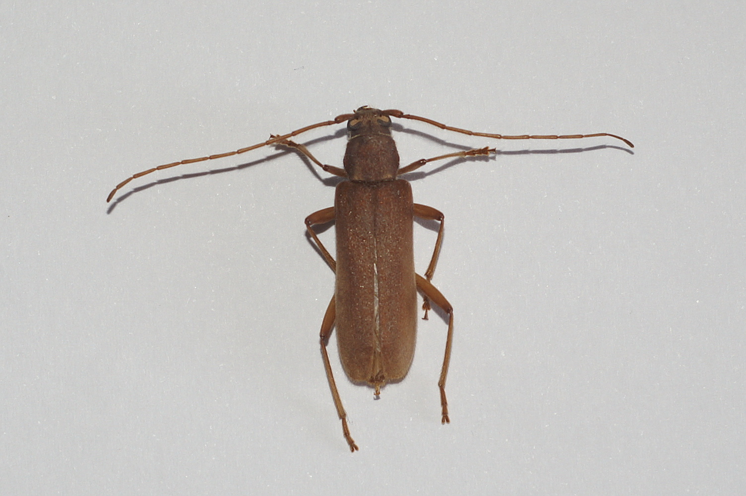 Contacto Natura: Carcomas