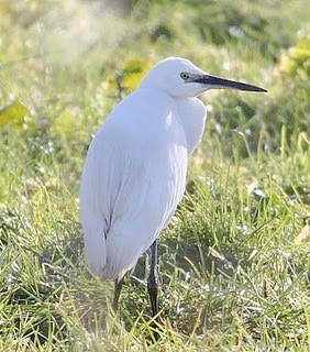 Birds2blog: May 2010