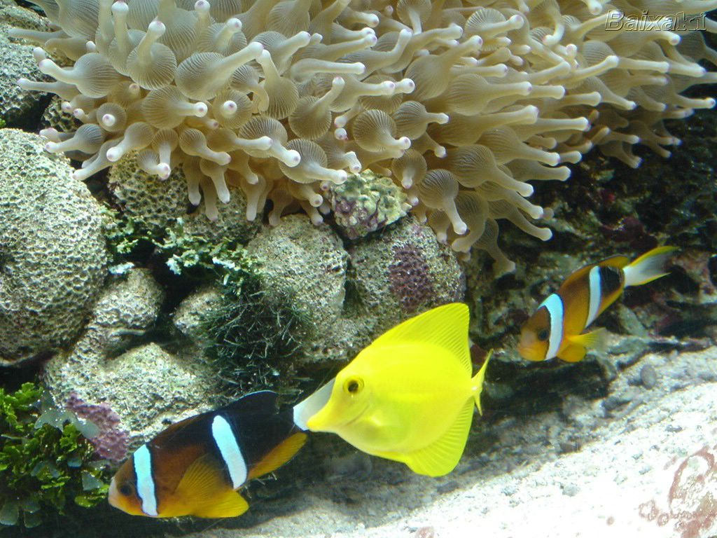 PEIXES: Características, respiração, vida na água, espécies, reprodução ...