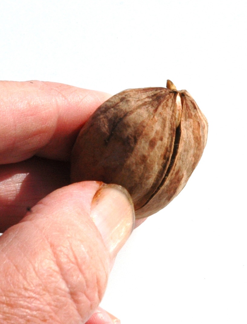 Northern Pecans: Vivipary