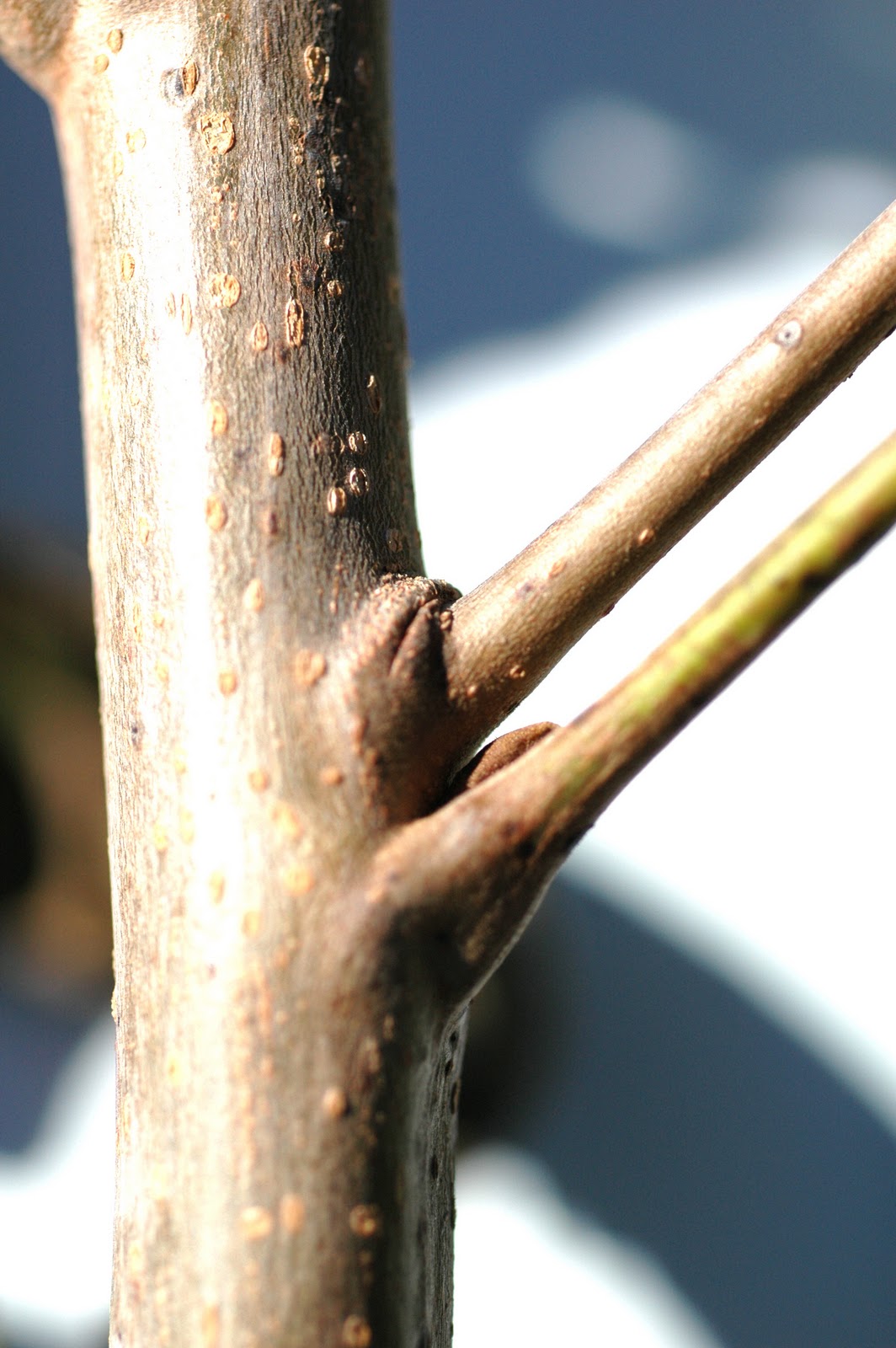Northern Pecans: Stalked buds and branch attachment