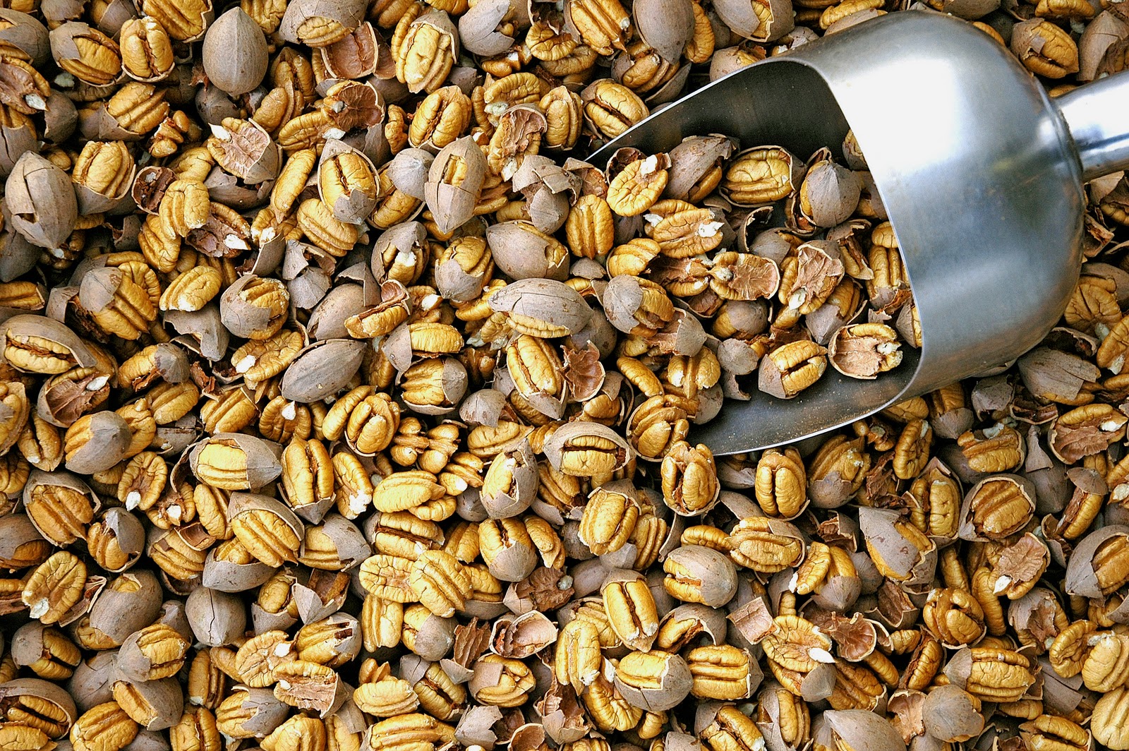 Northern Pecans: I wish I had grafted more Kanza!