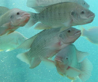 Historias felinas para la noche y el día: Los peces claria: una plaga ...