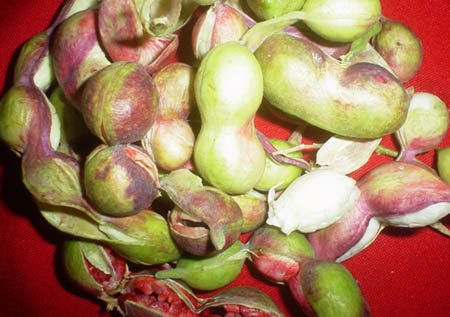 sanmiguelzapotitlanjal: Guajes, guamúchiles y guayabas