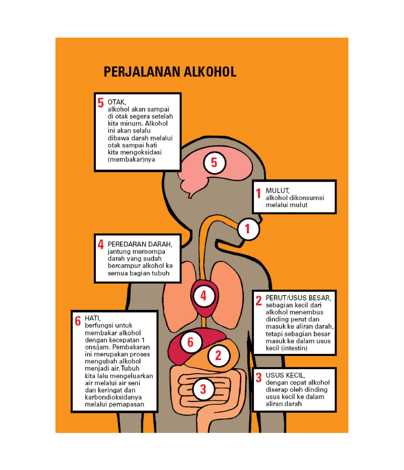 S.A.T.U: Bahaya Minuman Beralkohol