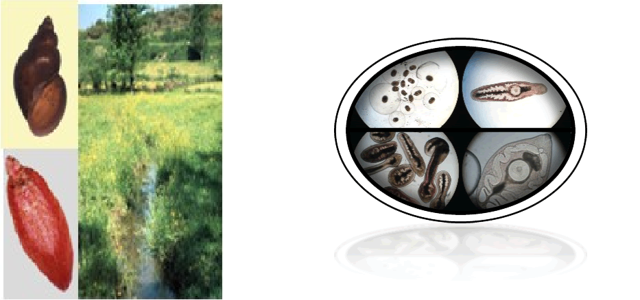 PLANTEMINTOS: DESCRIPCION DE LOS CUATRO TIPOS DE PLATELMINTOS