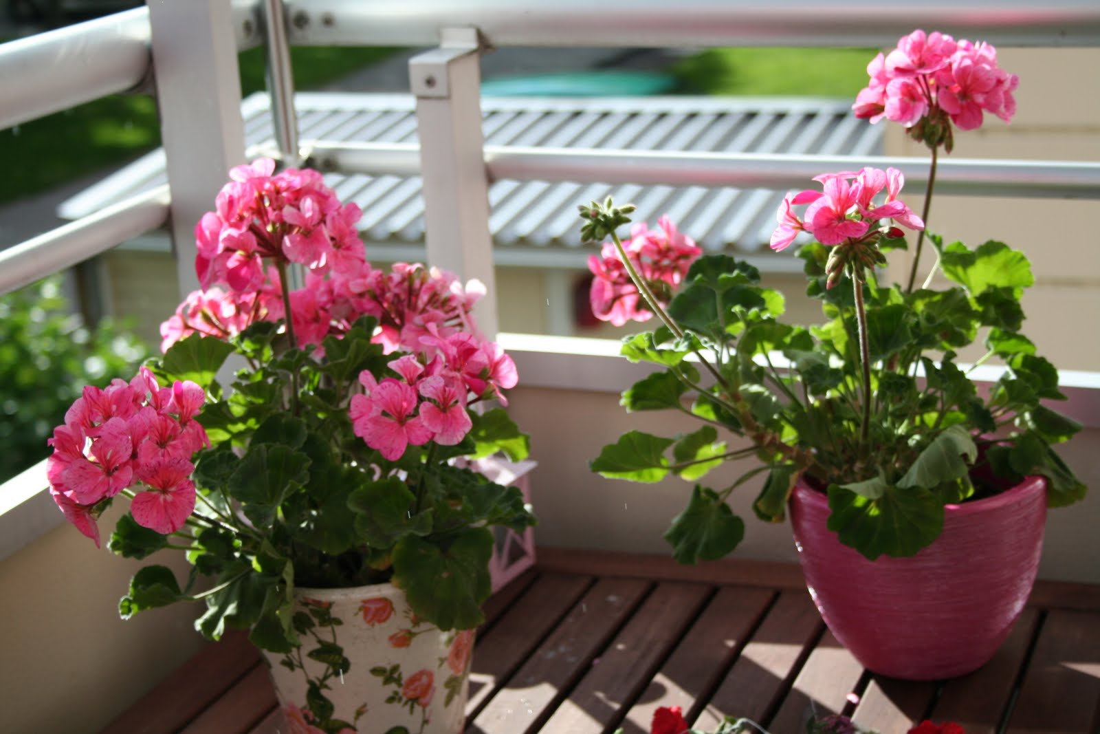 Bland pelargoner & meloner: Pelargoner i blom!