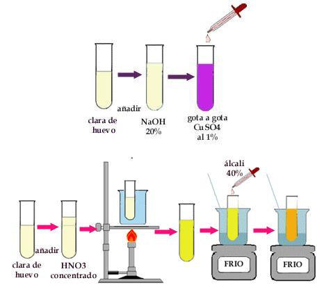 CIENCIAS EN EL CALVÍN: PRÁCTICA Nº 5: RECONOCIMIENTO DE PRÓTIDOS (1º ...