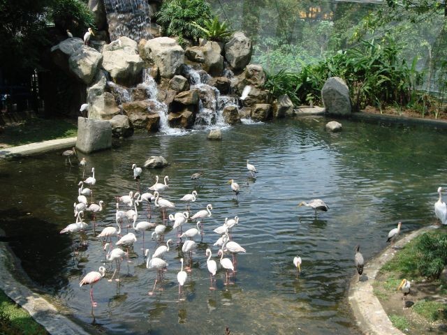 Kuala Lumpur Bird Park | Malaysia Tour