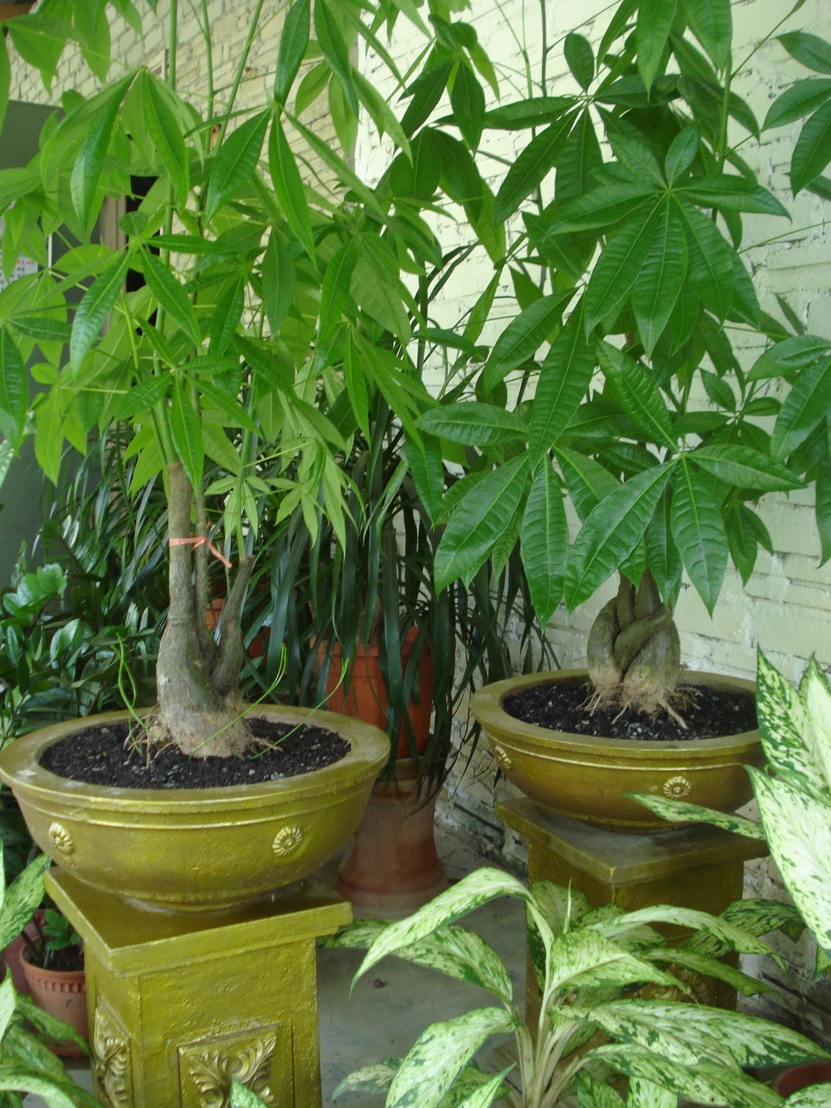 Nursery Bunga dan Landskap Taman: Produk Nursery : Bunga dan Pokok ...