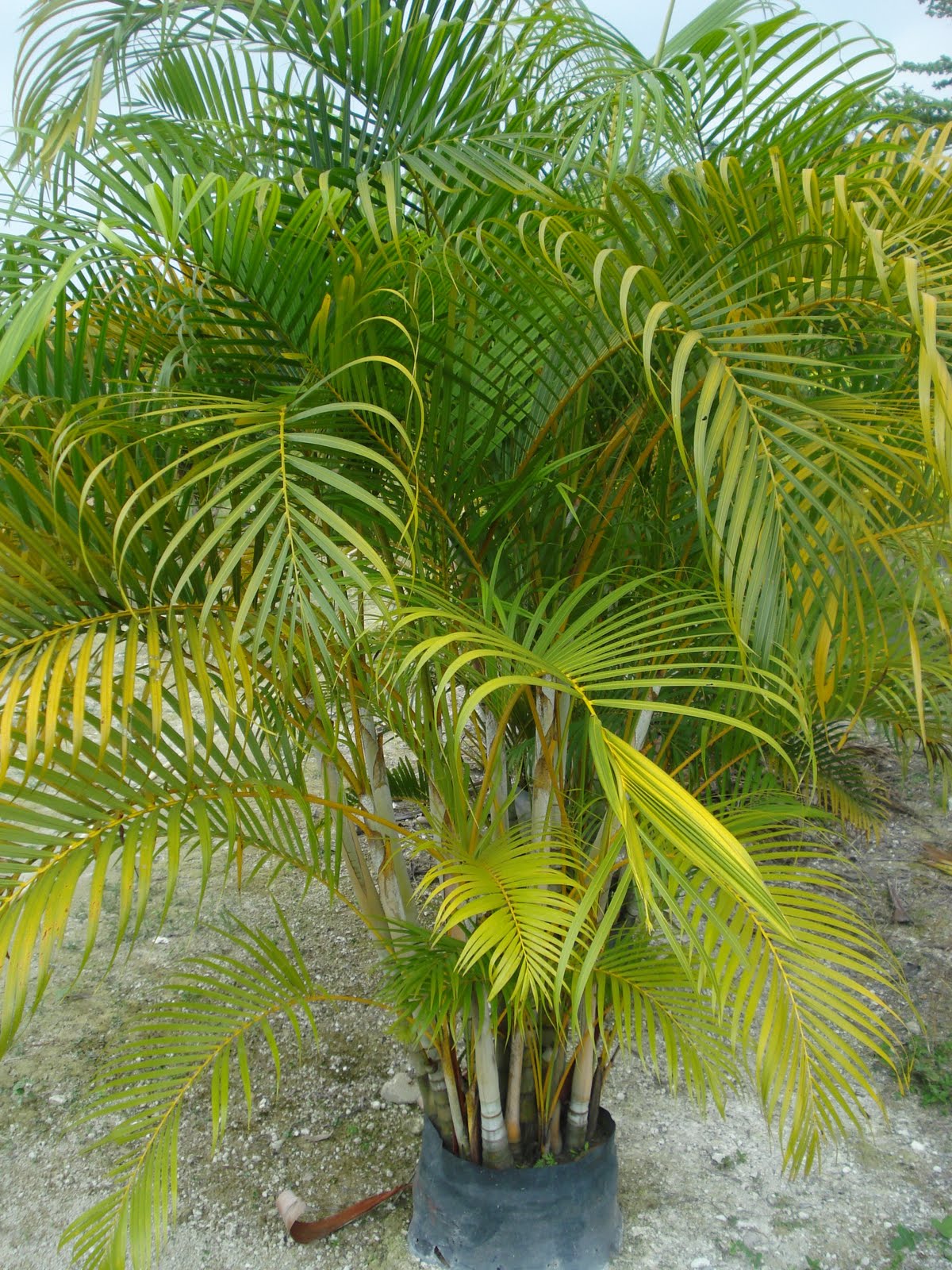 Nursery Bunga dan Landskap Taman: Produk Nursery : Bunga dan Pokok ...