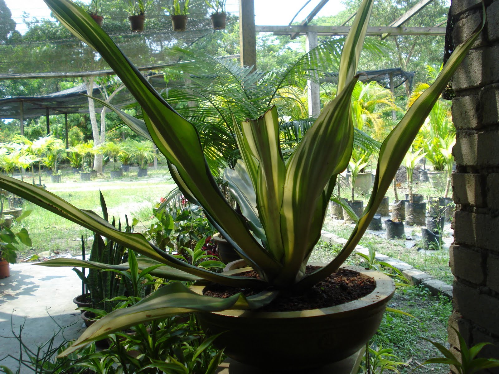 Nursery Bunga dan Landskap Taman: Produk Nursery : Bunga dan Pokok ...