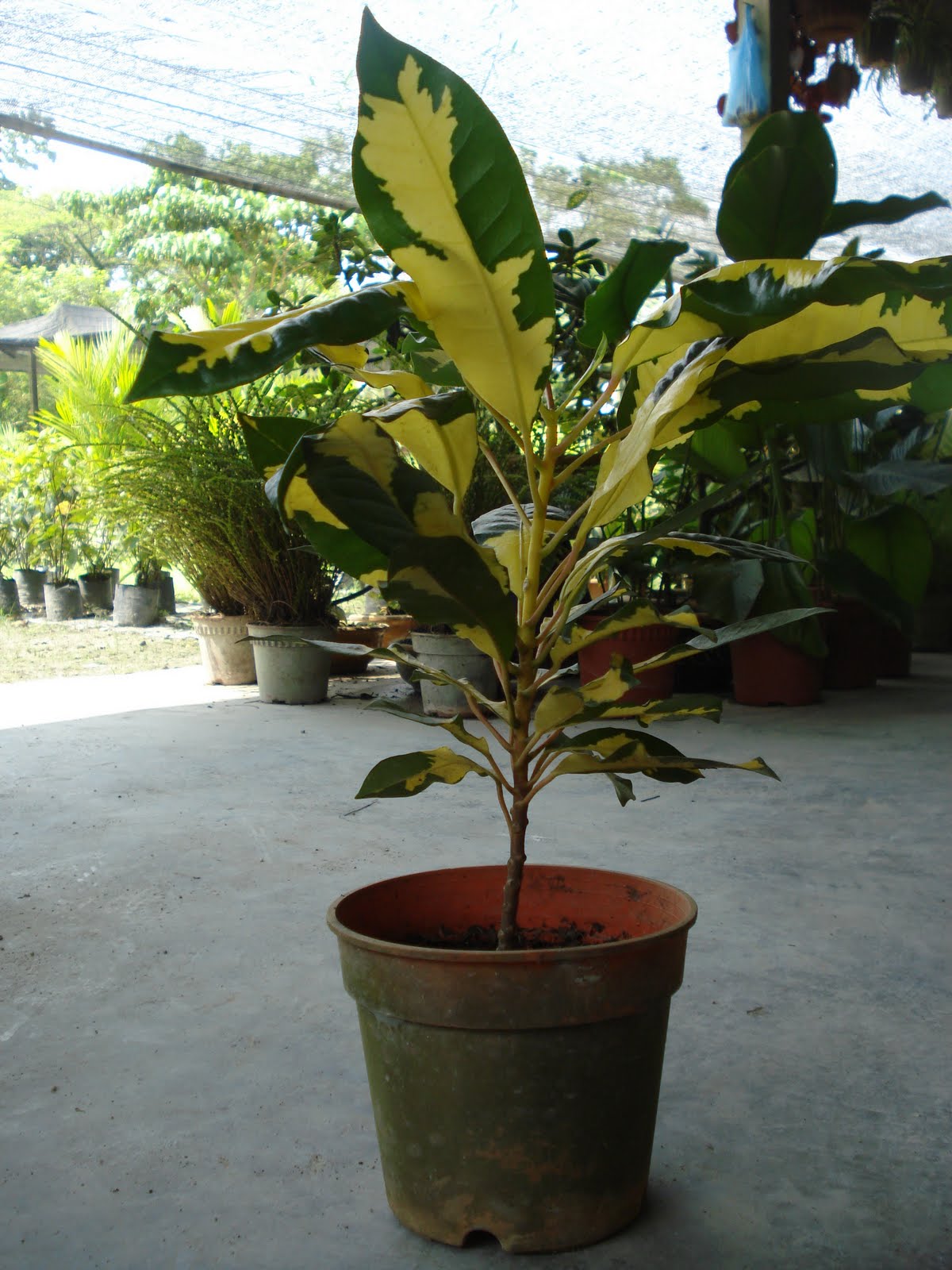 Nursery Bunga dan Landskap Taman: Produk Nursery : Bunga dan Pokok ...