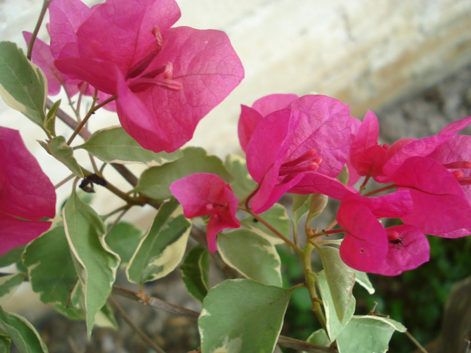 Nursery Bunga dan Landskap Taman: Bunga Kertas : Kehidupan Umpama Roda