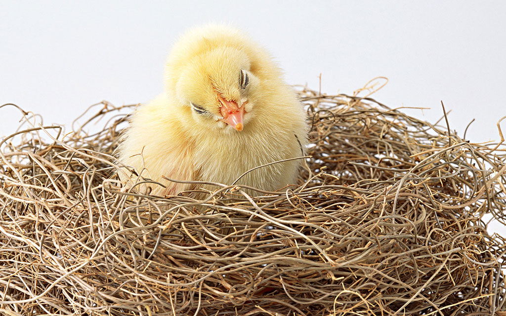 Pollitos tristes - Imagui