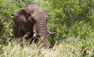 Beautiful South Africa: Timbavati Game Reserve