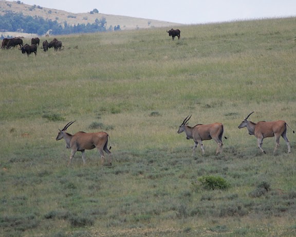Beautiful South Africa: Suikerbosrand Nature Reserve, Gauteng