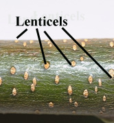 lenticel - meddic