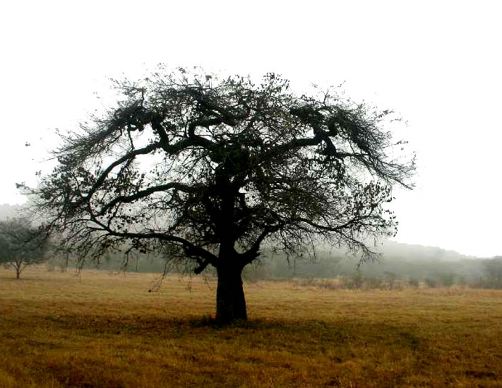 Estamos en Africa: One family one tree